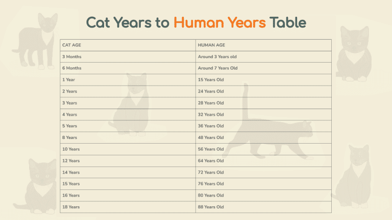 Easy Cat Years to Human Years Calculator : 5 Vital Care Tips