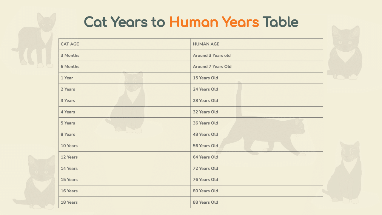 Easy Cat Years to Human Years Calculator : 5 Vital Care Tips
